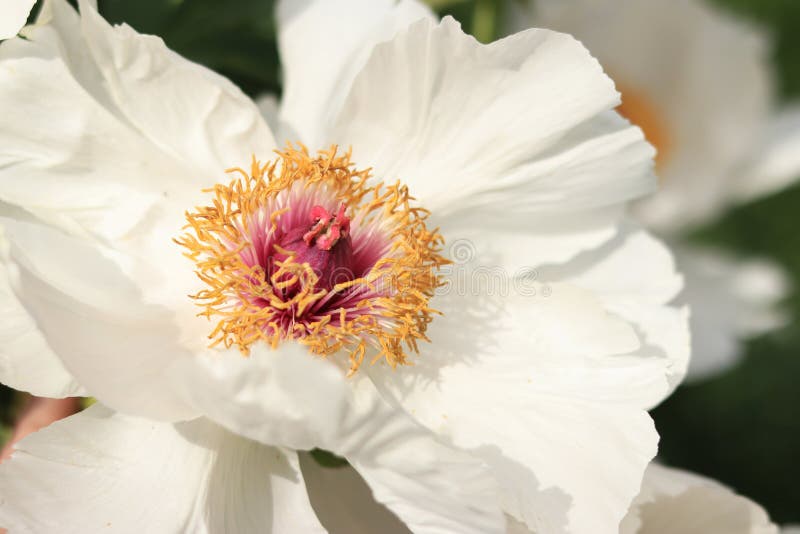 White Flowers of Tree Peony Close-up Stock Photo - Image of garden ...