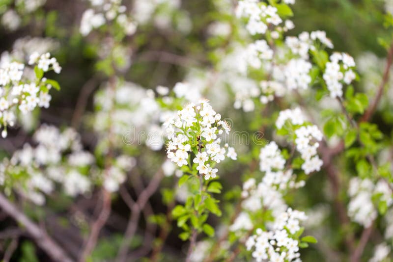 White Flowers on a Tree in Spring Stock Image - Image of park, outdoor ...