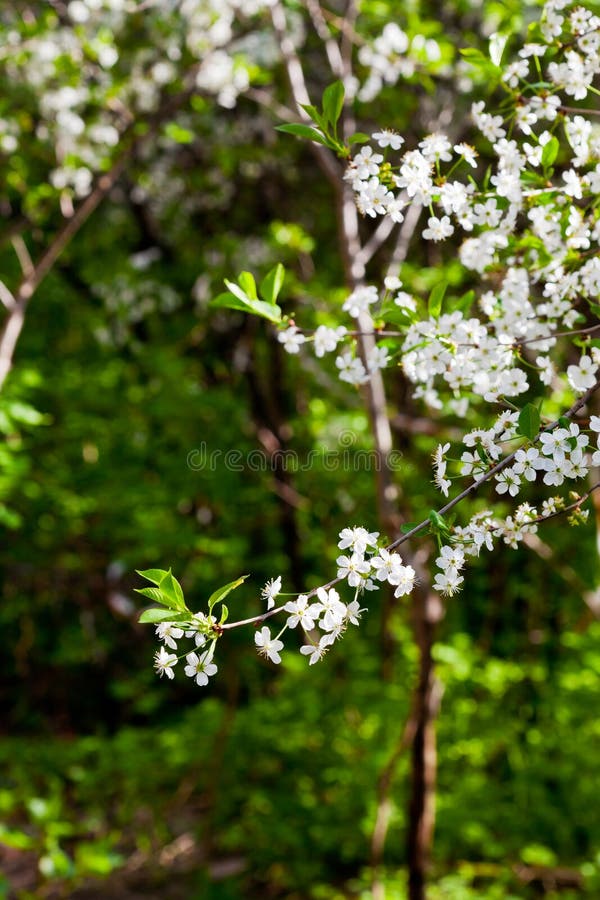 White Flowers on Tree in Spring Stock Photo - Image of plumtree, green ...