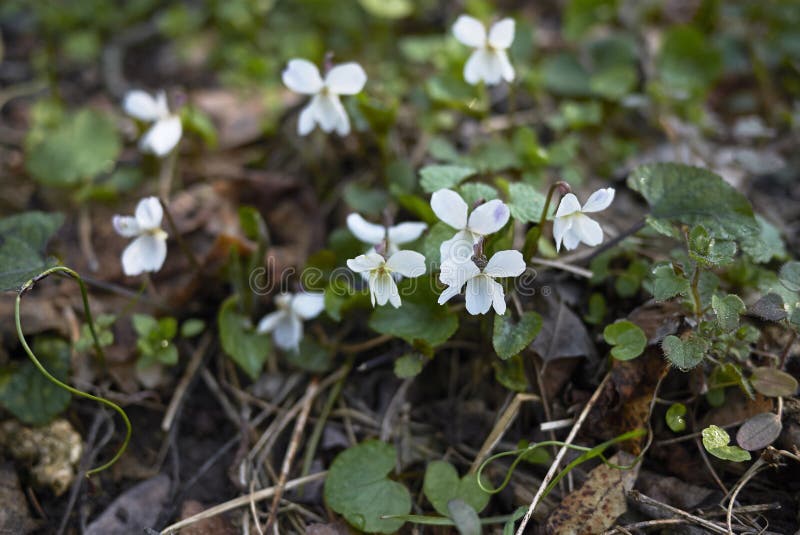 Viola alba in bloom stock image. Image of botanical - 207367319