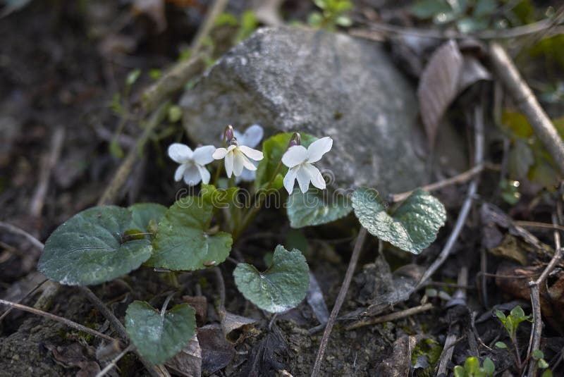 Viola alba in bloom stock photo. Image of botanical - 207367322