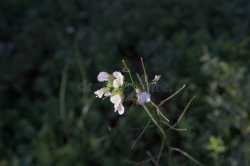 White Flowers of White Radish (Diplotaxis Erucoides Stock Photo - Image ...