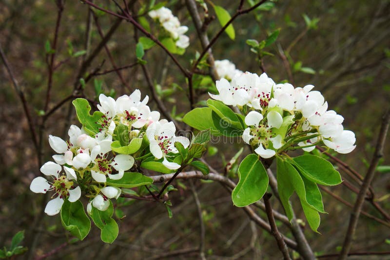 Flowers of Wild Apple Trees Stock Photo - Image of color, botany: 113934808