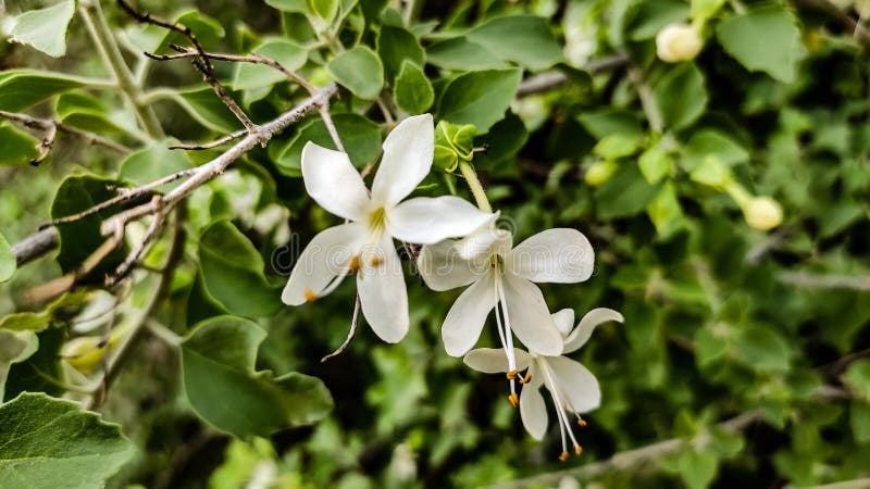 Beautiful Blossoming White Flowers on Wild Bush Stock Image - Image of ...
