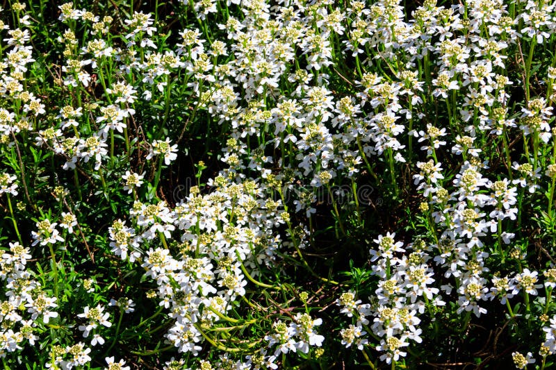 White Flowers of Wild Candytuft (Iberis Amara), Also Called Rocket ...