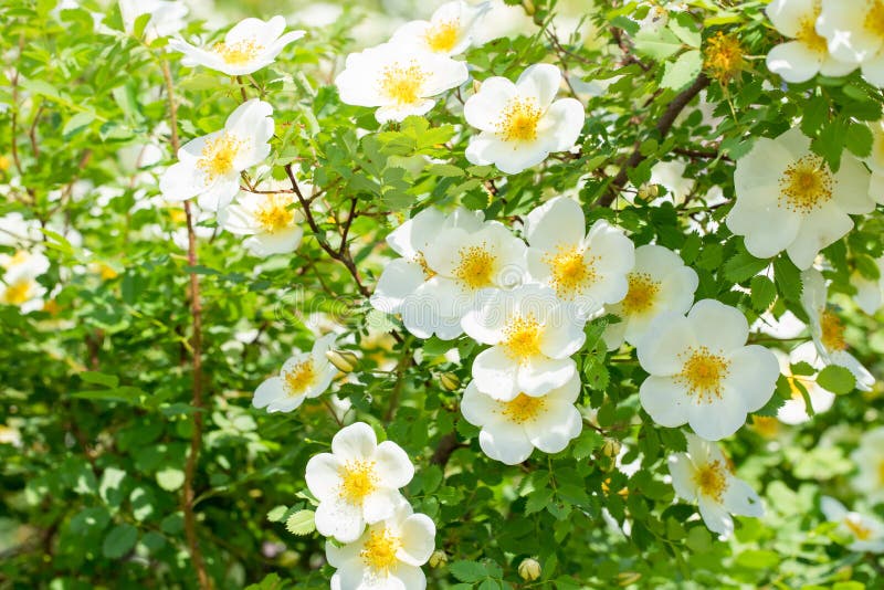 White flowers of wild rose stock image. Image of black - 149183111