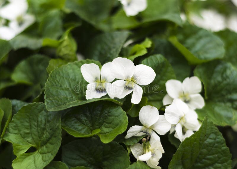 White Flowers of Wild Violets Stock Image - Image of cute, color: 185144101