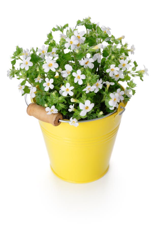 White Flowers in Yellow Bucket Stock Photo - Image of container ...