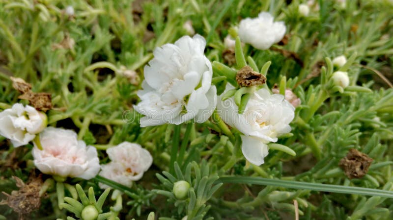 Rotten Flowers Stock Photos - Download 687 Royalty Free Photos