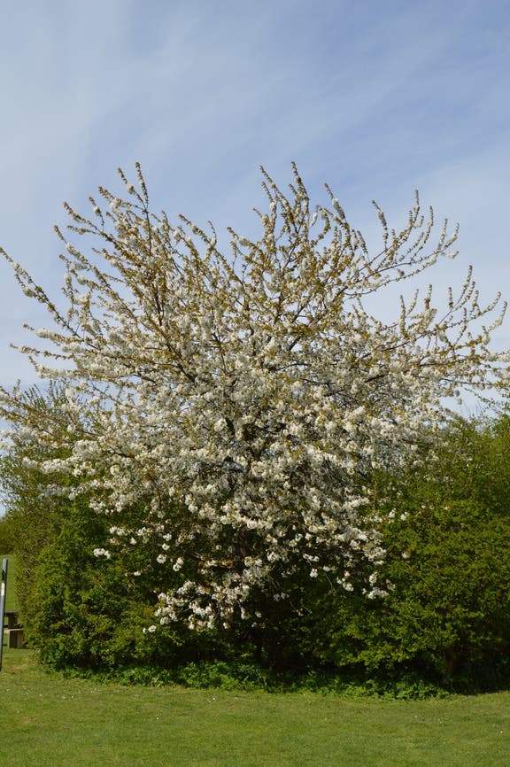 Central White Exploding Tree Stock Image - Image of exploding, flowing ...