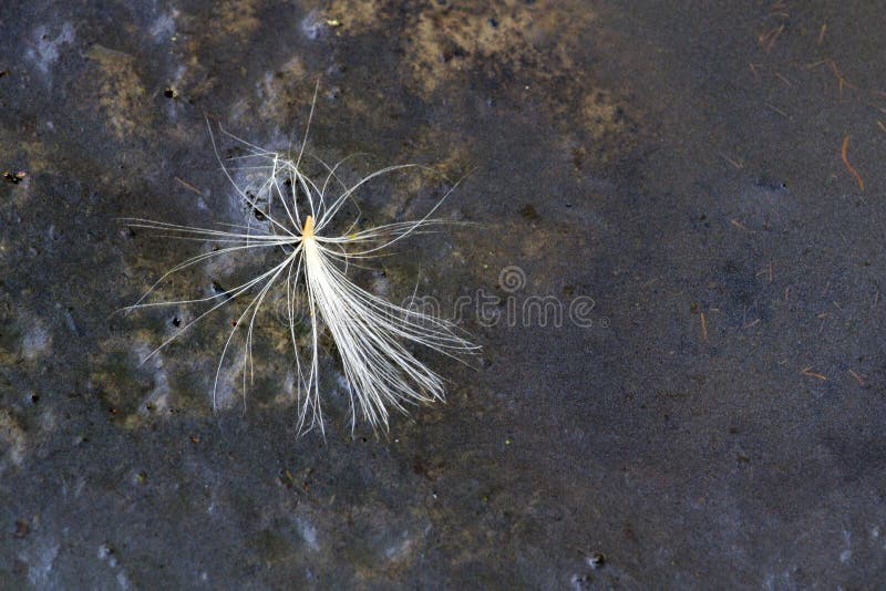 White fluff stock image. Image of white, delicate, plant - 131501575