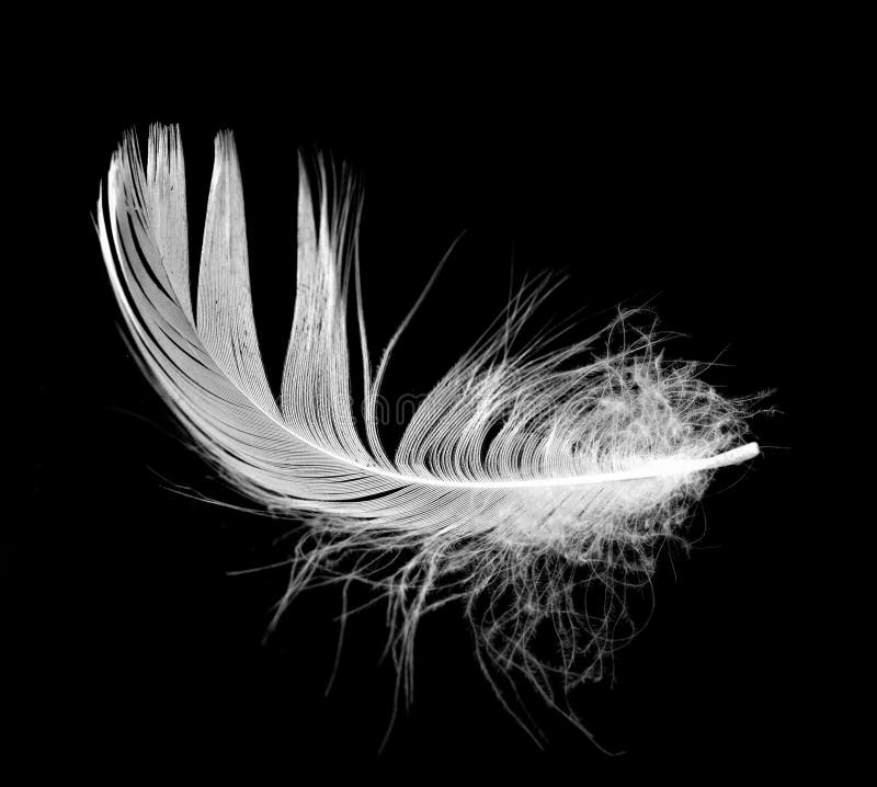 White Fluff Feather Isolated Stock Photo - Image of background, nature ...