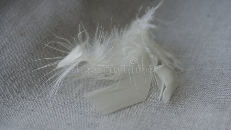 White fluff and feathers stock photo. Image of small - 141451996
