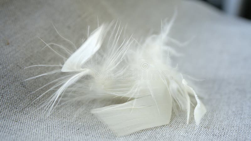 White fluff and feathers stock photo. Image of texture - 141451958