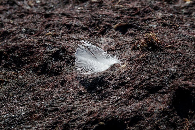 White fluff in sludge stock photo. Image of feather - 122517042