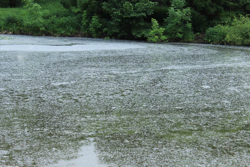 White Fluff on the Surface of the Water. Stock Photo - Image of poplar ...