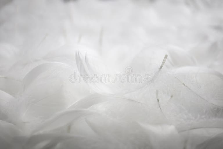 White Fluffly Feathers Texture Background. Swan Feathers. Stock Photo ...
