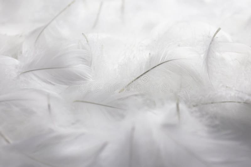 White Fluffly Feathers Texture Background. Swan Feathers. Stock Photo ...