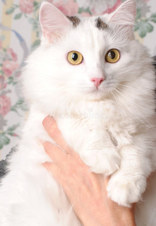 White Fluffy Angora Cat on a Human Hand Stock Photo - Image of gold ...