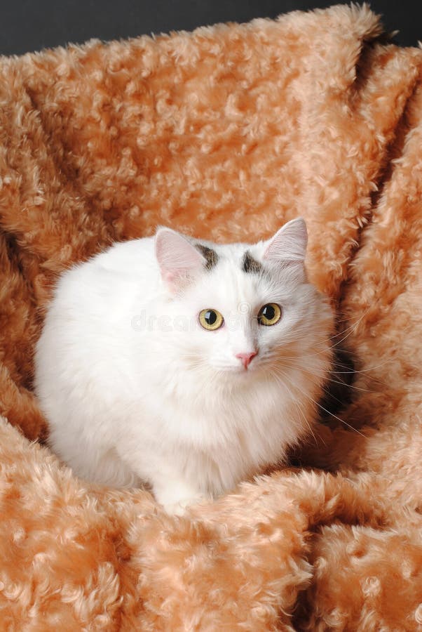 White Fluffy Angora Cat on a Red Plaid Stock Image - Image of brown ...