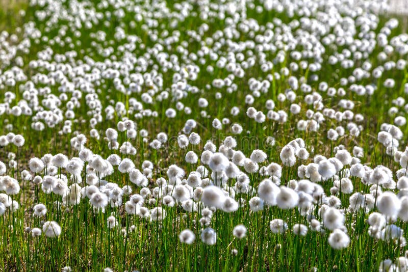 White Fluffy Arctic Plant Against Blue Sky Background Stock Image ...