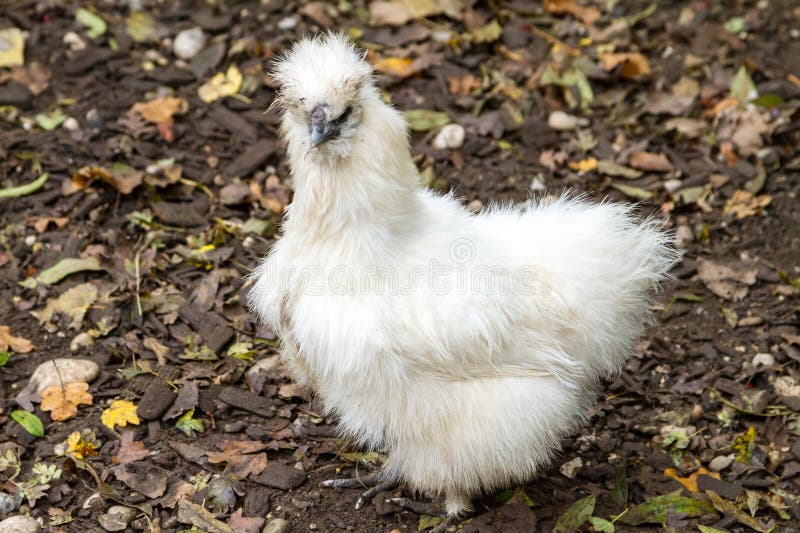 White Fluffy Bantam Chicken Outdoors Stock Photo - Image of farm, close ...