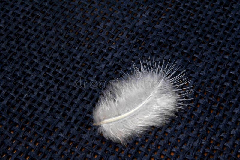 White, Fluffy Bird Feather on a Blue Textured Background Stock Photo ...