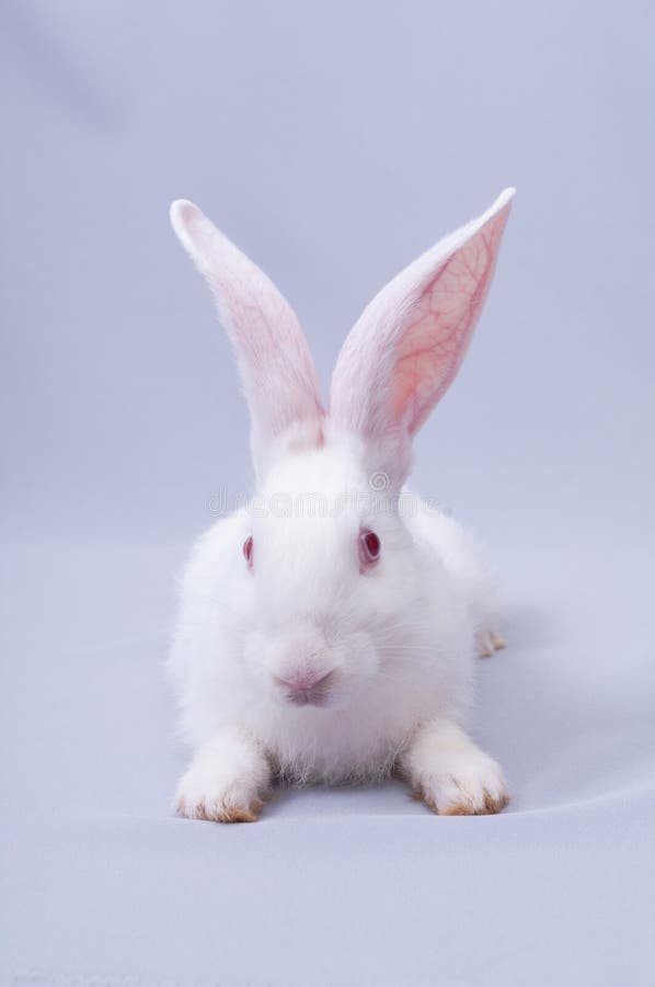 Fluffy white rabbit stock photo. Image of home, wool - 15777104
