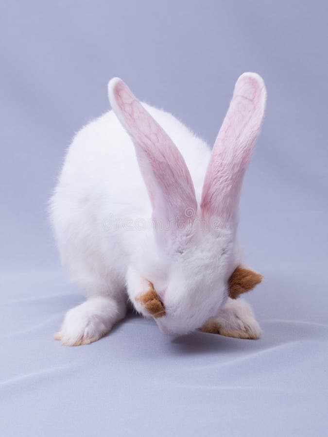 Fluffy white rabbit stock photo. Image of home, wool - 15777104