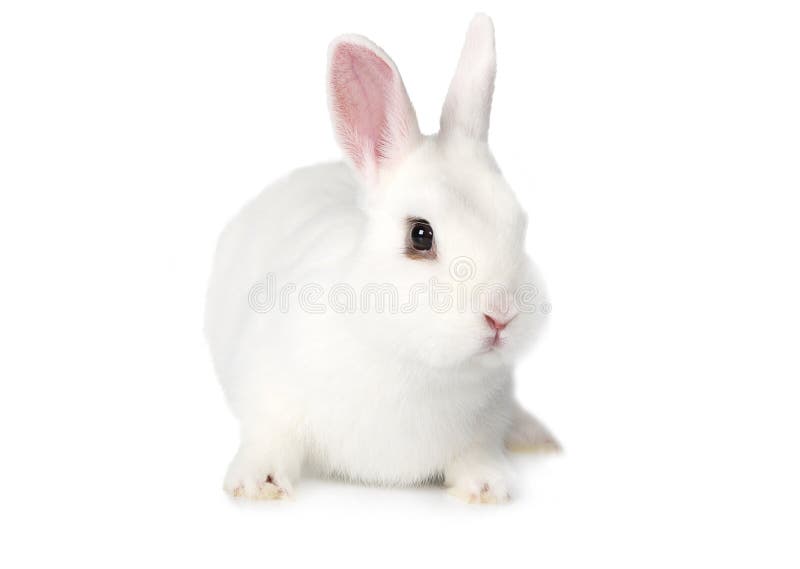 White Fluffy Rabbit Indoors Stock Image - Image of farm, cute: 87792119