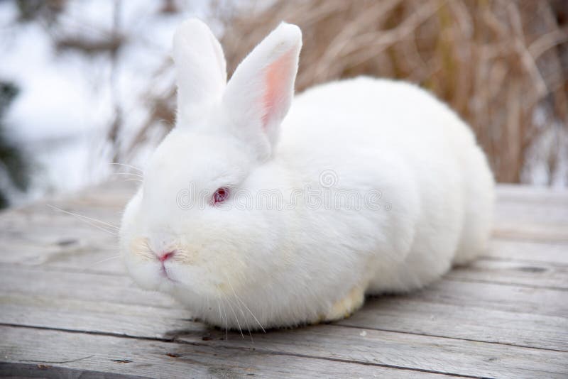 White Fluffy Bunny on a Wooden Background Stock Image - Image of funny ...