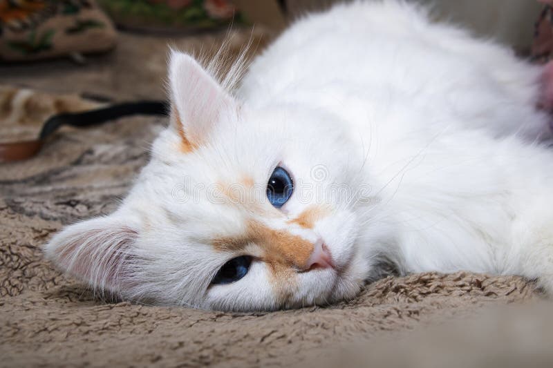 White Fluffy Cat with Blue Eyes Sleeps on Bed Stock Image - Image of ...