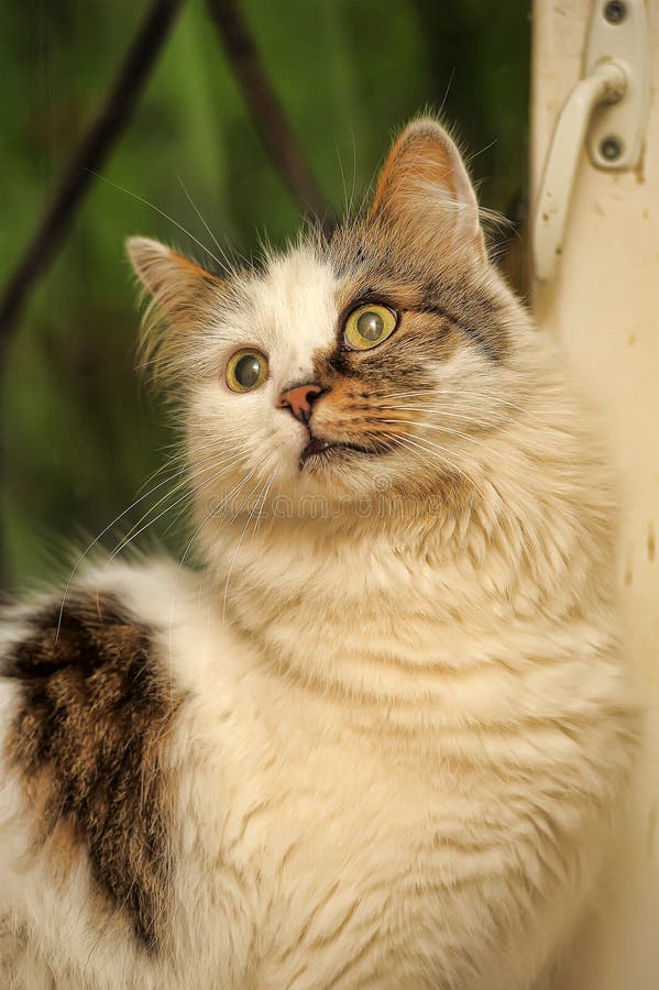 White Fluffy Cat with a Brown Spot on the Face Stock Image - Image of ...