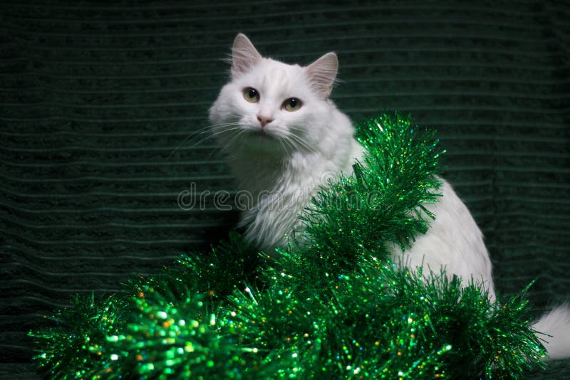 White Fluffy Cat in a Green Shiny Ribbon Stock Image - Image of ...