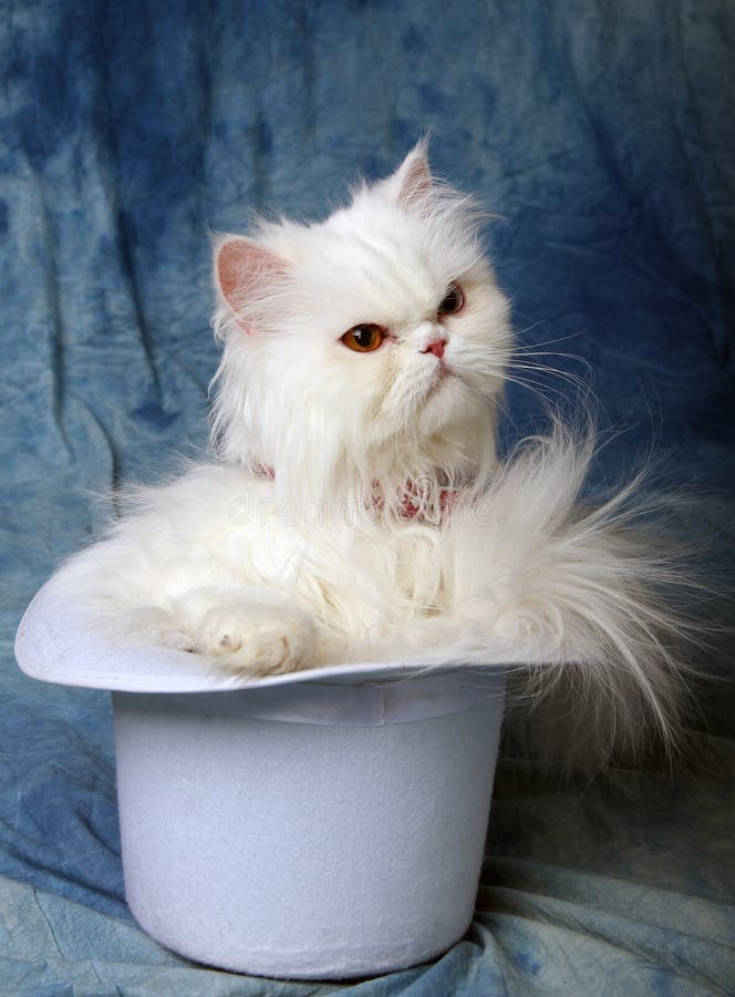 White Fluffy Cat Sits by the Christmas Tree on a Red Velvet Stock Photo ...