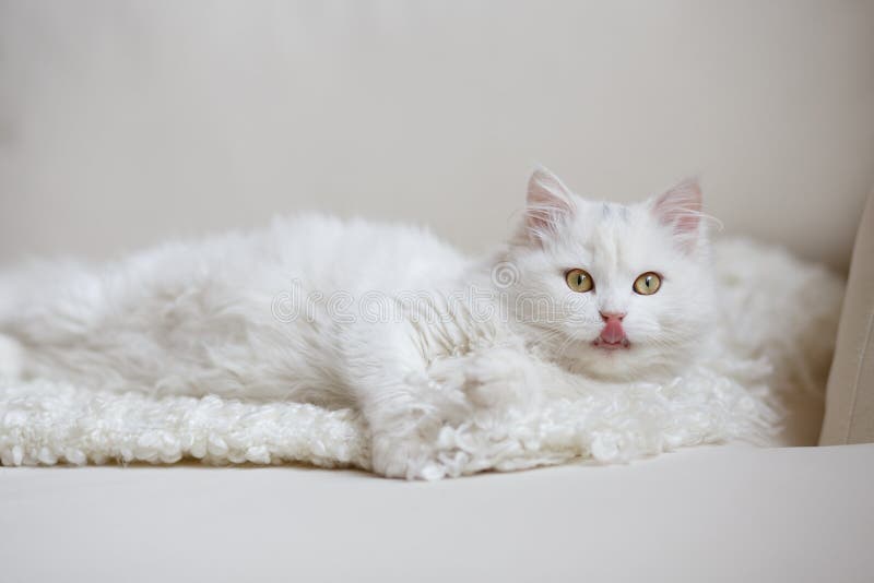 White Fluffy Cat Lying on the White Coach Stock Photo - Image of sweet ...