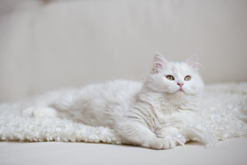 White Fluffy Cat Lying on the White Coach Stock Image - Image of color ...