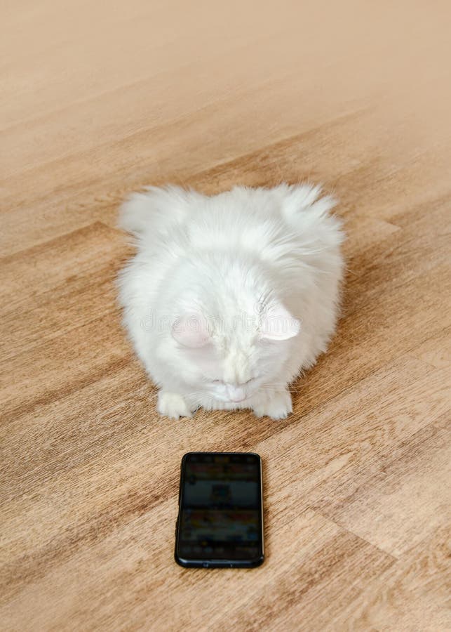 White Fluffy Cat Sits on Floor and Looks Attentively at the Smartphone ...