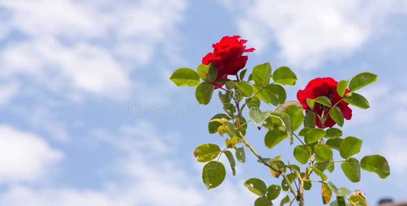 Blue Sky with Beautiful White Clouds and Roses. Stock Image - Image of ...
