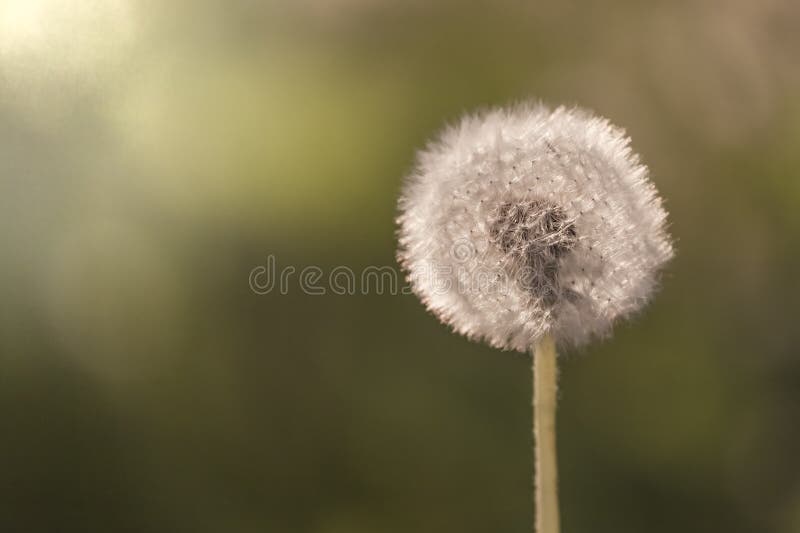 White Fluffy Dandelion Close Stock Image - Image of fresh, blowing ...