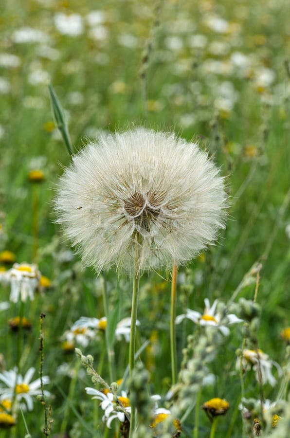 A White Fluffy Dandelion in a Field. Close-up Stock Photo - Image of ...