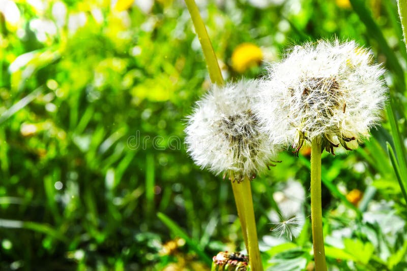 White Fluffy Dandelions in the Tall Green Grass, Withered Dandelion ...