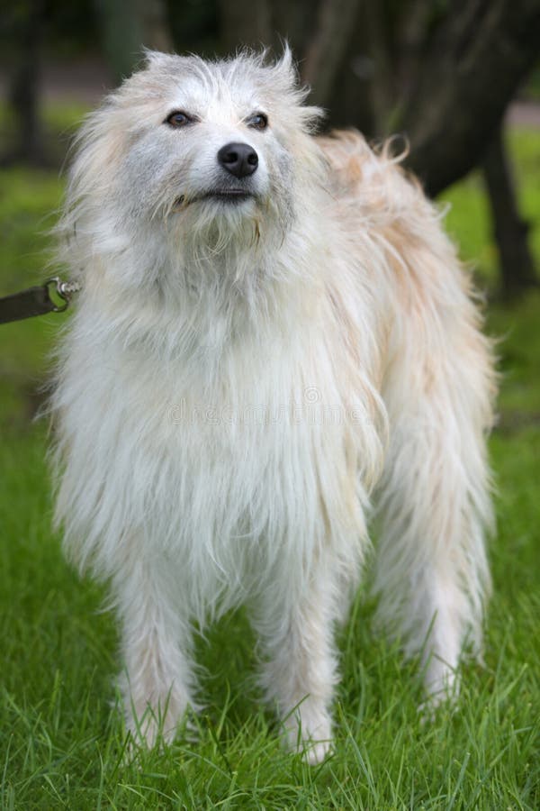 White Fluffy Dog Metis on the Background of Green Grass Stock Photo ...