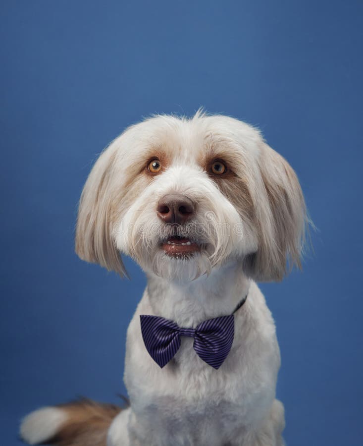 White Fluffy Dog with Bow Tie on Blue Studio Background Stock Photo ...