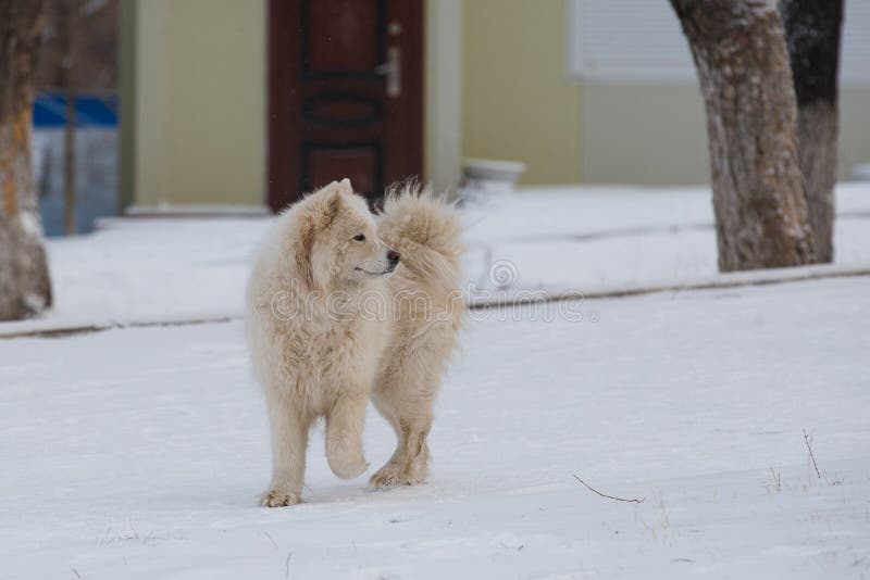 White Fluffy Dog Walks on Freshly Fallen Snow Stock Photo - Image of ...