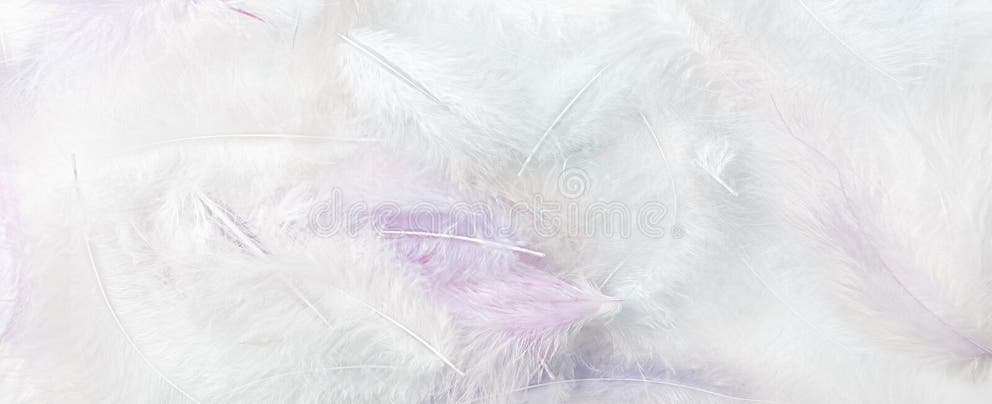 White, Fluffy Feathers. Background of Delicate Bird Feathers Stock ...