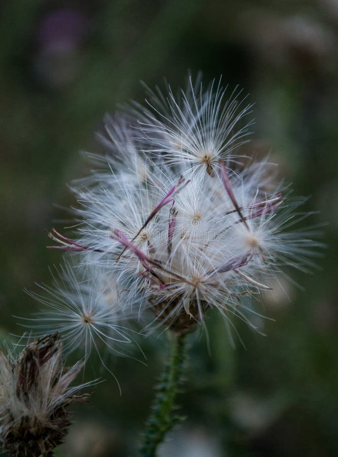 White fluffy flower stock image. Image of macro, grow - 83415569