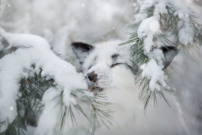 White Fox in the Snow. Wild Animal in Nature Stock Photo - Image of ...