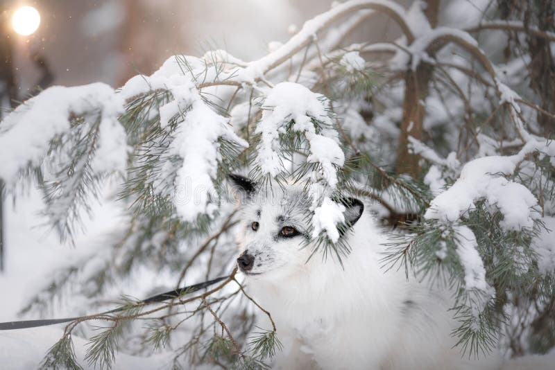 White Fox in the Snow. Wild Animal in Nature Stock Photo - Image of ...