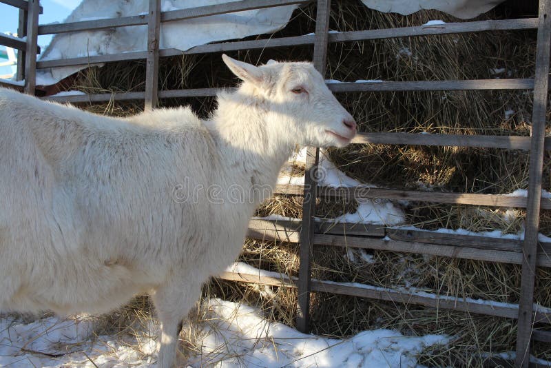 White Fluffy Goat Eats Hay in the Paddock in the Winter on the Farm ...